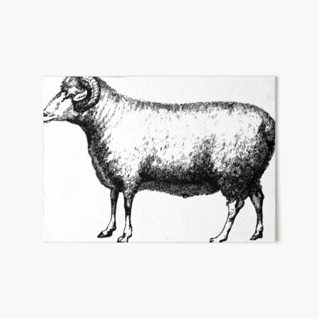 "Merino Ram" Art Board Print for Sale by seriouscereal | Redbubble