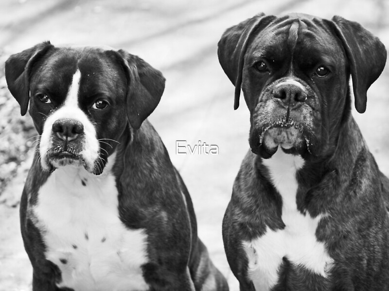 "Portrait of 2 boxers -Boxer Dogs Series-" by Evita | Redbubble