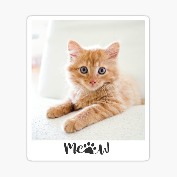 "meaw...meaw" Sticker for Sale by Bestways | Redbubble