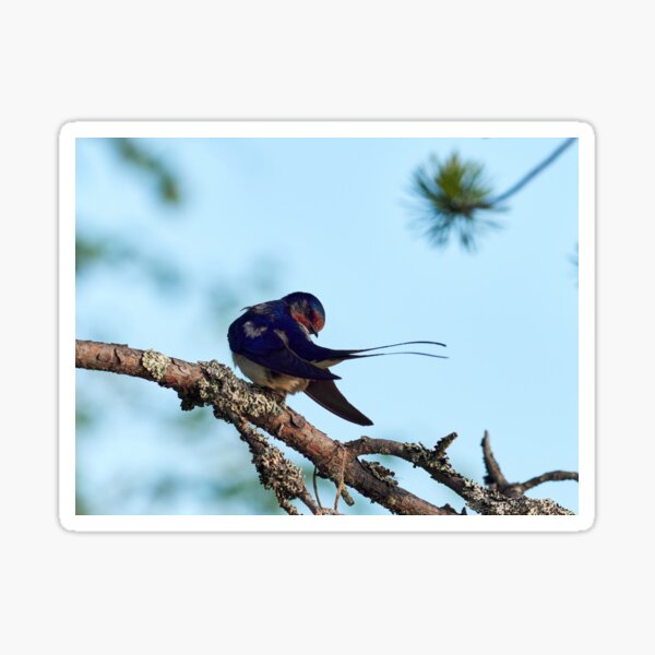 "How is the tail. Barn swallow" Sticker for Sale by JoukoKLehto | Redbubble
