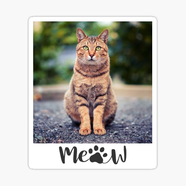 "meaw...meaw" Sticker for Sale by Bestways | Redbubble