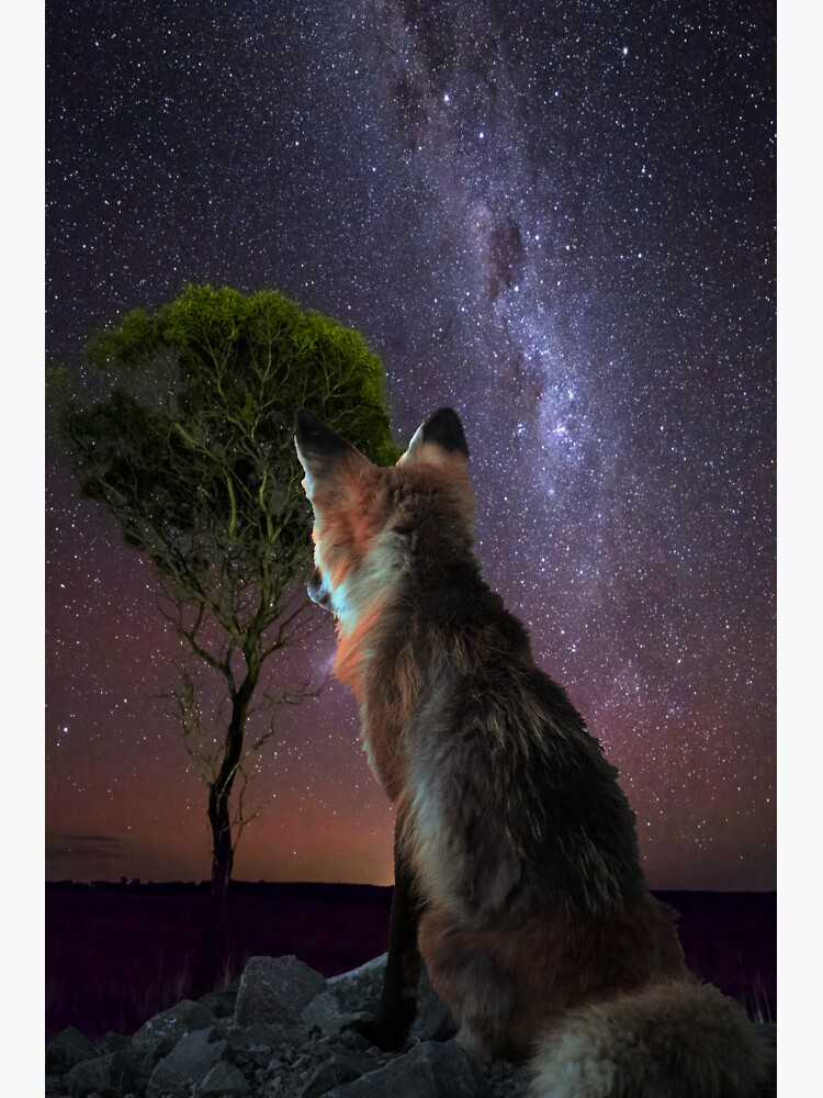 "Night Fox Watches The Galaxy" Sticker for Sale by Dimension11 | Redbubble