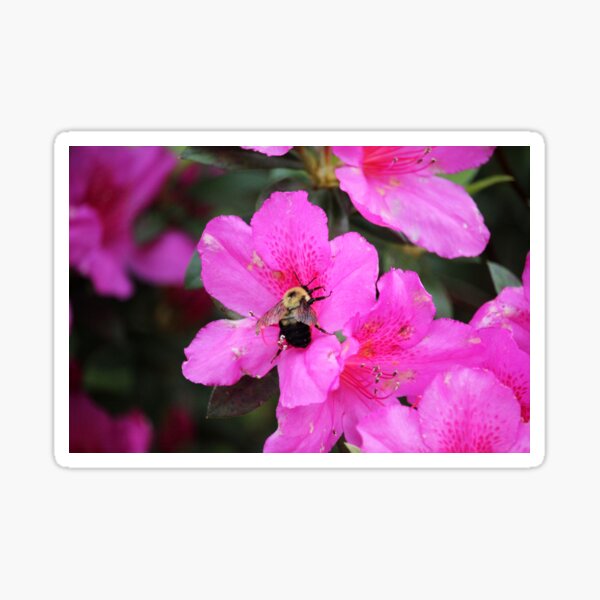 "Bumblebee On Pink Azalea " Sticker for Sale by Cynthia48 | Redbubble