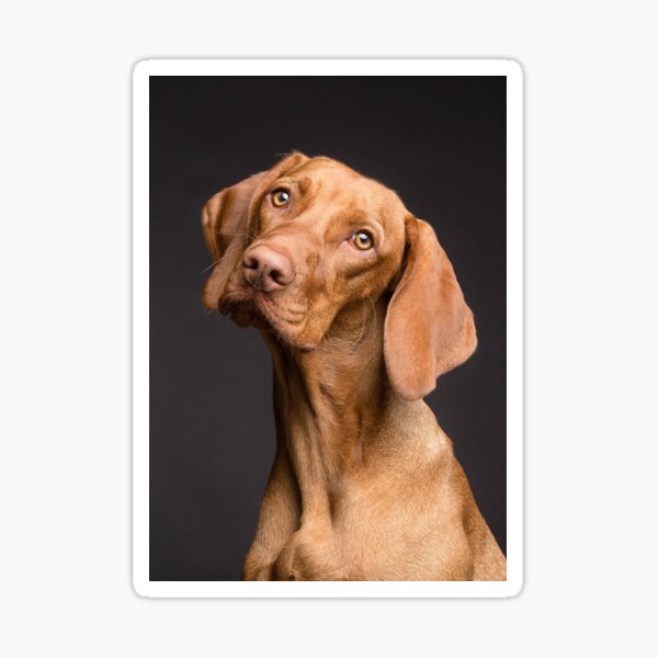 "cute dog/puppy sad face" Sticker for Sale by Buchidoll | Redbubble