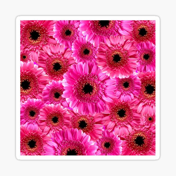 "pink gerbera" Sticker for Sale by KatisDesign | Redbubble