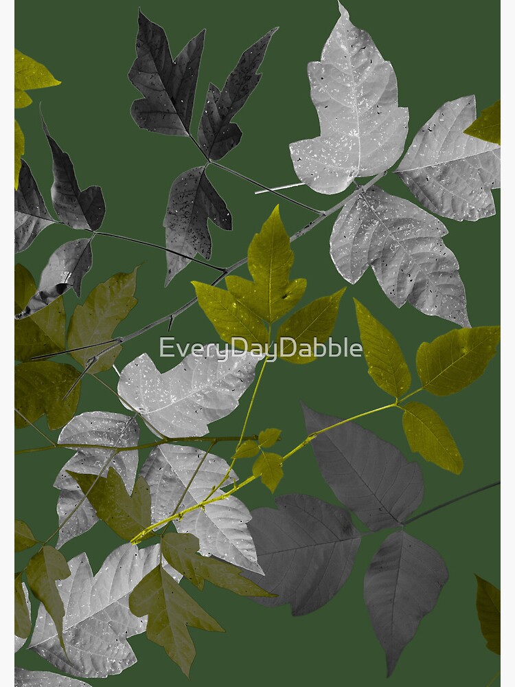 "Real Poison Ivy Leaves | Poison Ivy Plant | Botanical Poison Ivy ...