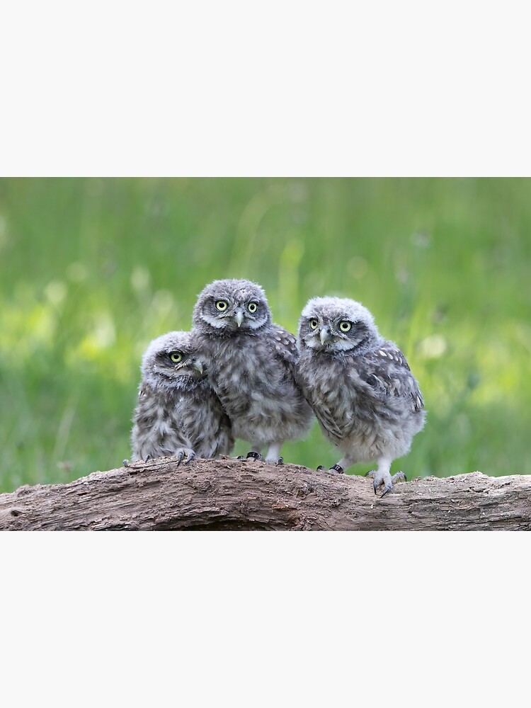 Póster «Pequeños búhos de árbol» de MargrietV | Redbubble
