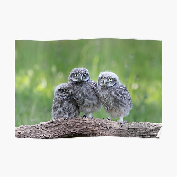 Póster «Pequeños búhos de árbol» de MargrietV | Redbubble