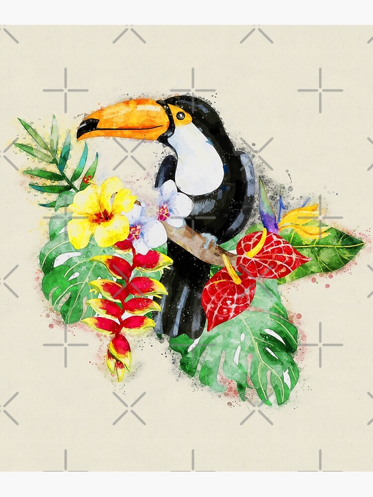 Toco Toucan Drawing