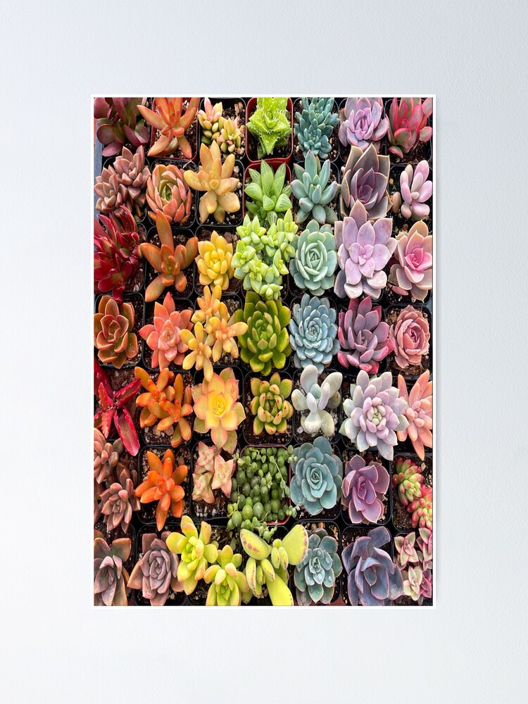 "Succulents" Poster for Sale by Montage-Madness | Redbubble
