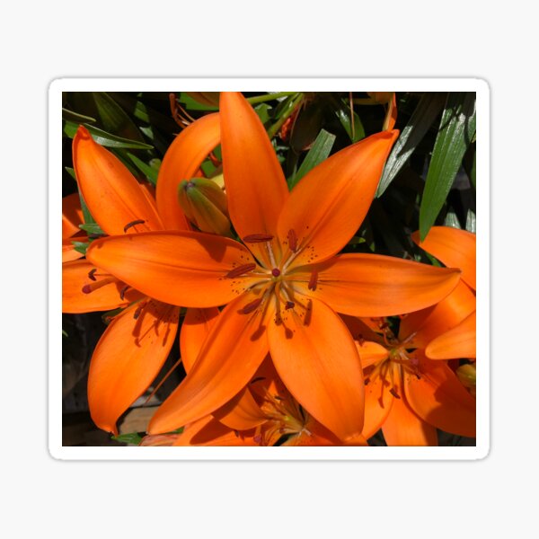 "Exuberant Orange Tiger Lily" Sticker for Sale by Photomersion | Redbubble