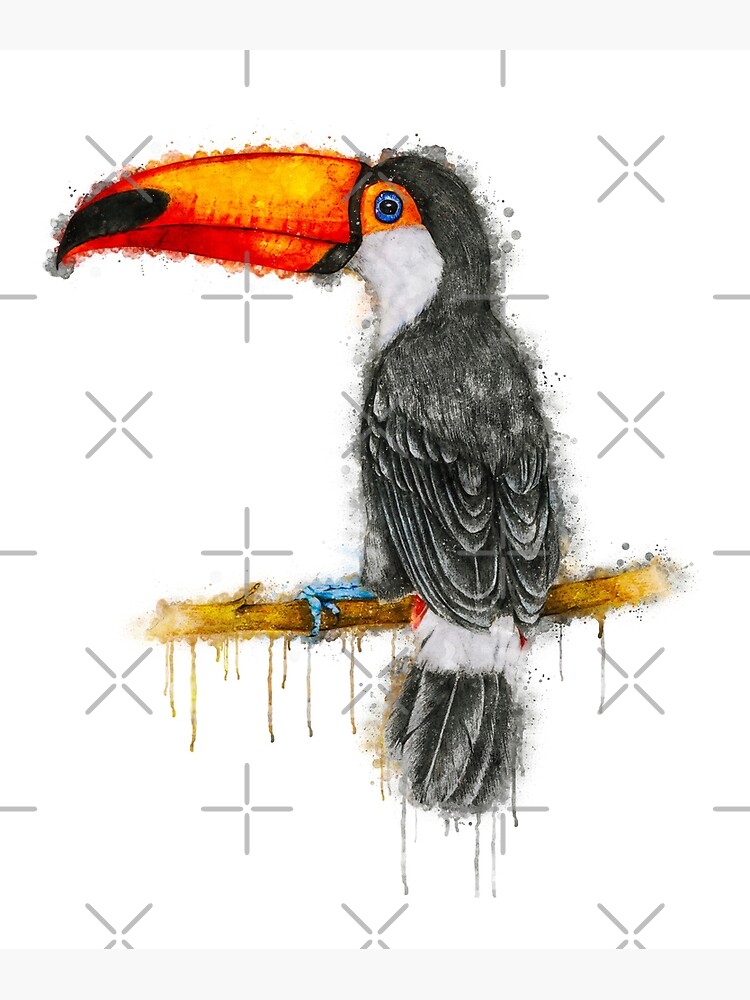 Toco Toucan Drawing