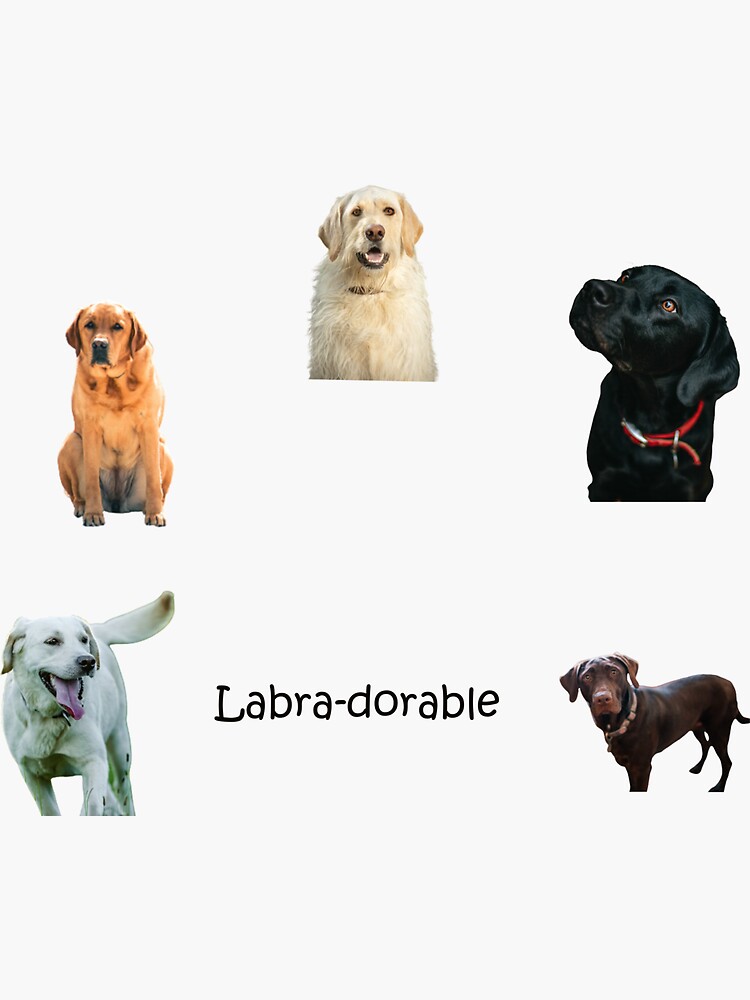 "Dog stickers pack, 6in1 ! Labra-dorable edition" Sticker for Sale by ...