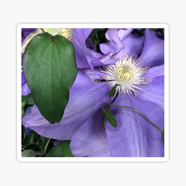 "Purple Clematis the Tender Celestial Climber " Sticker for Sale by ...