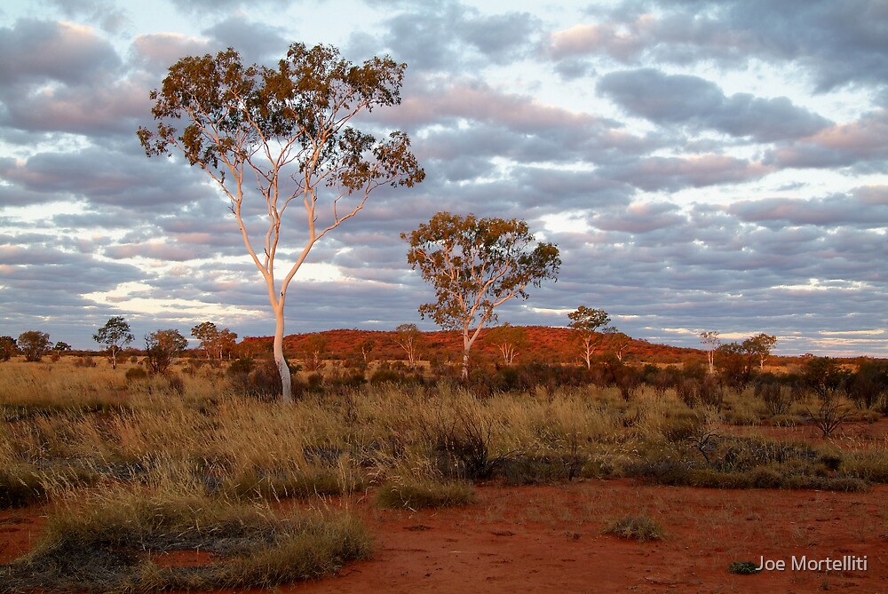 "Sunset Ghost Gums,Batton Hill, North Simpson Desert" by Joe Mortelliti ...