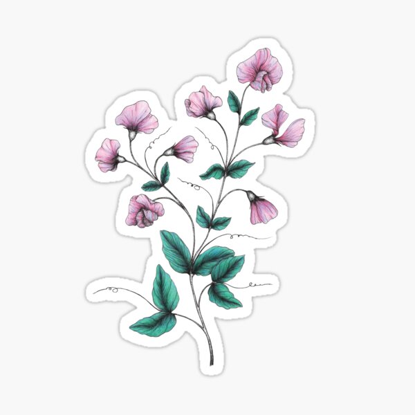 "Pink Sweet Pea Flower " Sticker for Sale by floralines | Redbubble