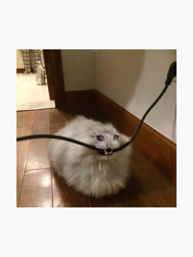 ""crying cat eating power cord" reaction image" Sticker for Sale by ...