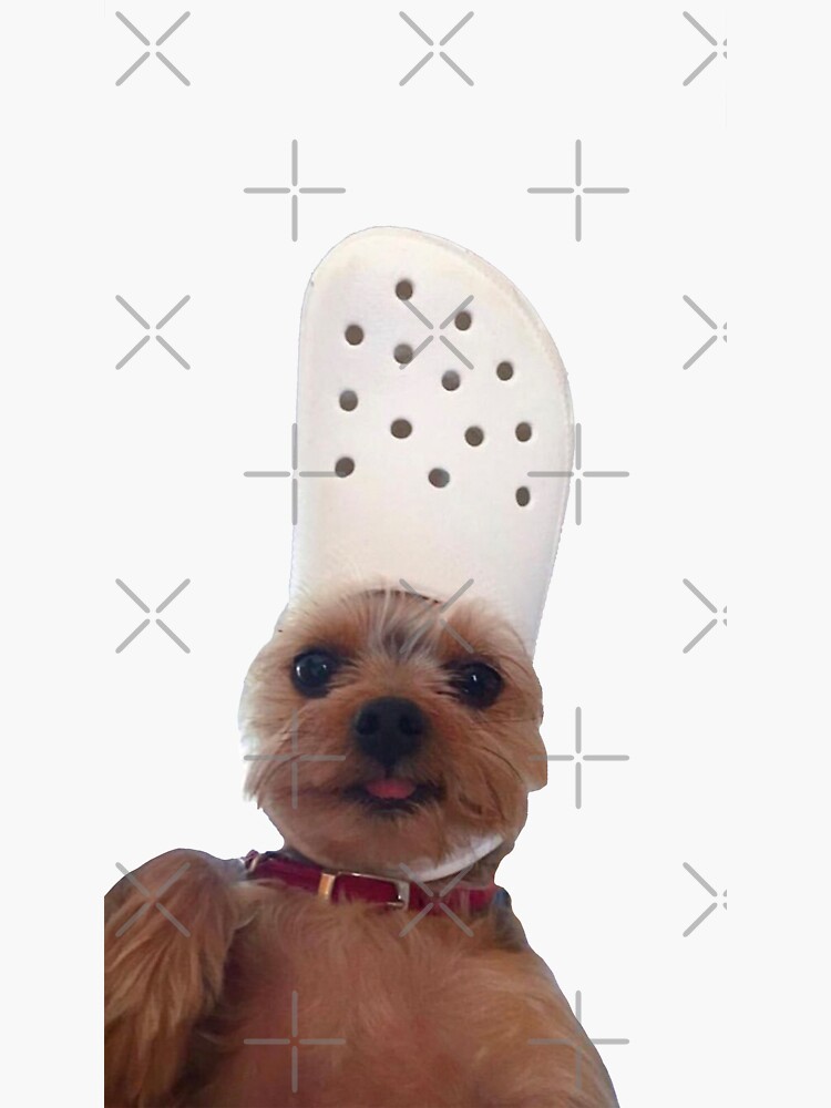 "Dog with Crocs" Sticker for Sale by jellywellies | Redbubble