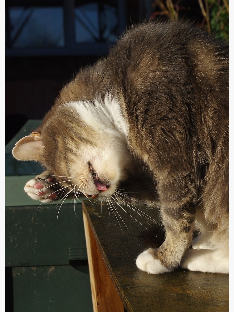 "Hangover cat" Poster for Sale by turniptowers | Redbubble