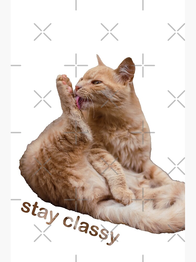 "Stay Classy Real Cat Meme " Poster for Sale by Lolliita | Redbubble