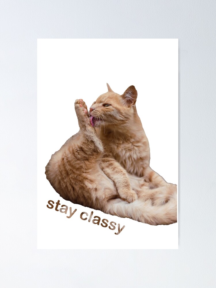 "Stay Classy Real Cat Meme " Poster for Sale by Lolliita | Redbubble