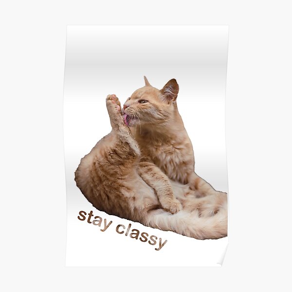 "Stay Classy Real Cat Meme " Poster for Sale by Lolliita | Redbubble