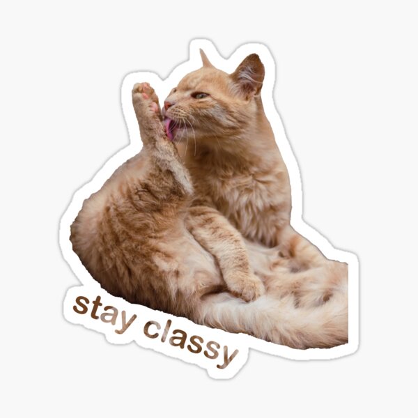 "Stay Classy Real Cat Meme " Sticker for Sale by Lolliita | Redbubble