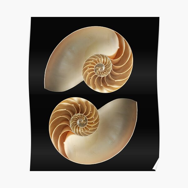 " Golden Spiral Fibonacci Nautilus" Poster for Sale by bernd49 | Redbubble