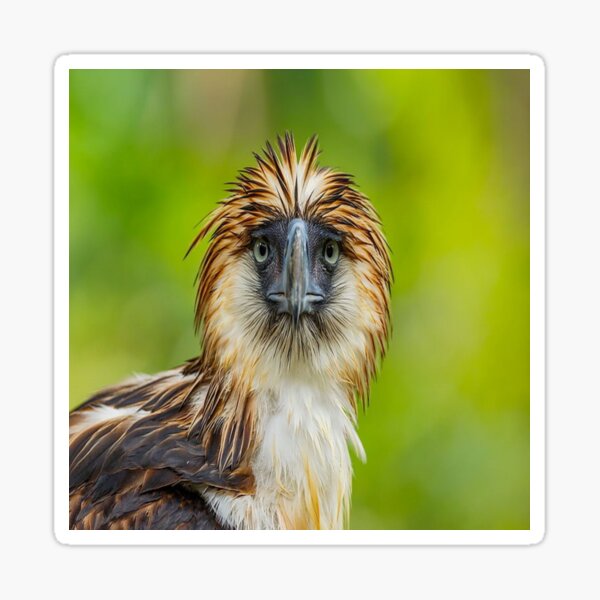 "Philippine eagle" Sticker for Sale by Fabsean | Redbubble