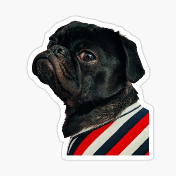 "Le Pug" Sticker for Sale by StikerStudio | Redbubble