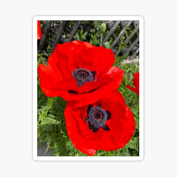 "giant poppy" Sticker for Sale by PassioKnit | Redbubble