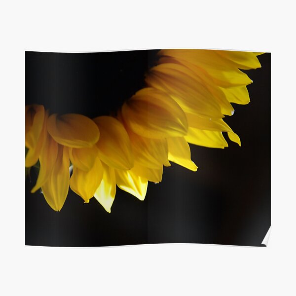 "Sunflower Arc" Poster by Whisperingpeaks | Redbubble