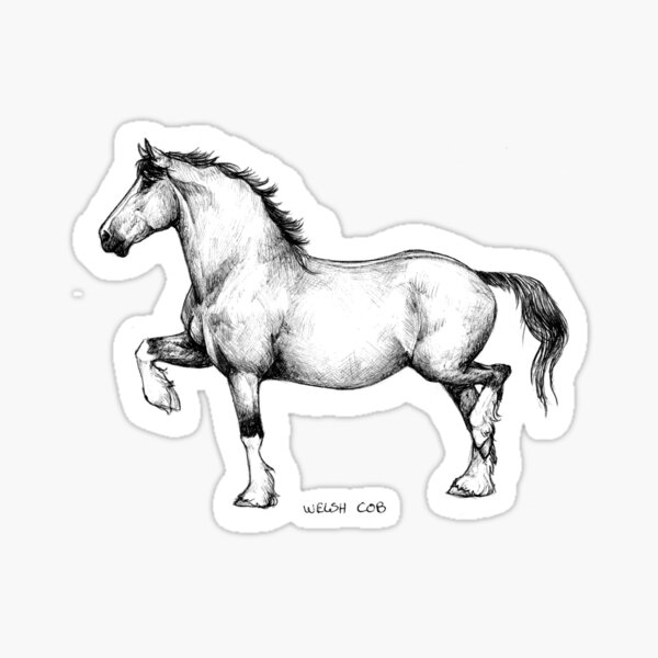 "Welsh Cob" Sticker for Sale by needleneddies | Redbubble