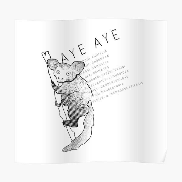 "Aye Aye Animal" Poster for Sale by ScarlettAlex | Redbubble