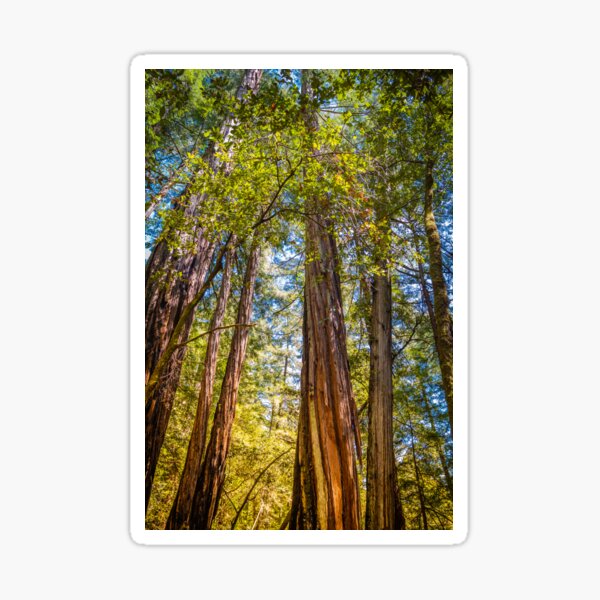 "Giant Trees, American tradicional landscape, Talmapais Mount" Sticker ...