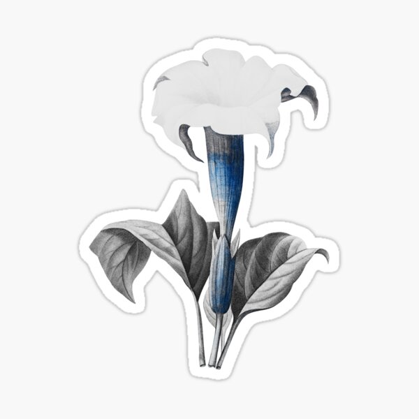 "Thorn Apple Flower, Alternative Illustration - Grey and White Rose ...