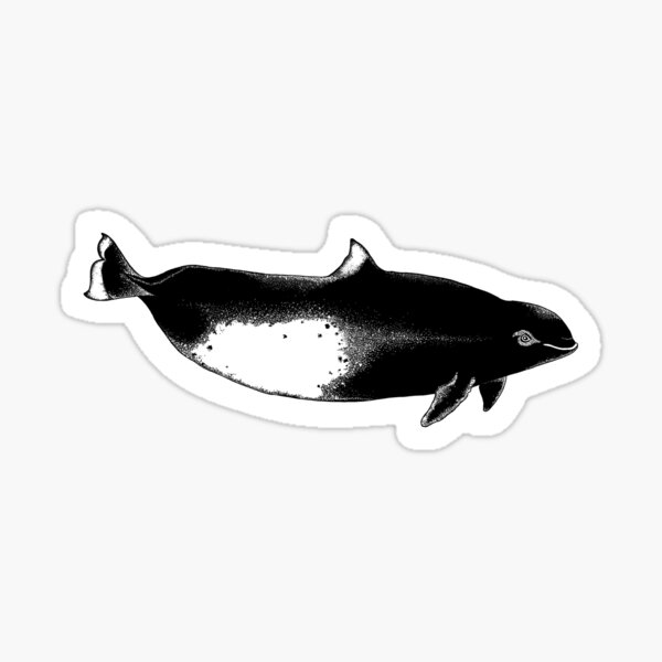 "Dall’s Porpoise" Sticker for Sale by ArtsyWhales | Redbubble