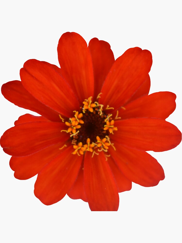 "Crimson Red Flower Cutout" Sticker for Sale by ThePhotograph03 | Redbubble