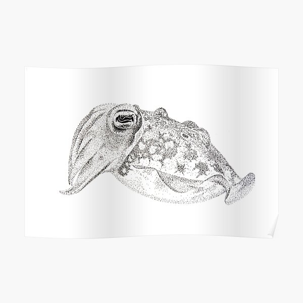 "Red cuttlefish ink drawing - Sepia mestus" Poster by jwturnbull ...