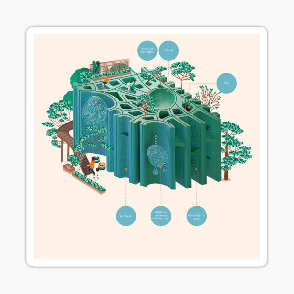 "Photosynthesis: Xylem" Sticker for Sale by Queenlardcake | Redbubble