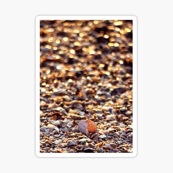 "Sea shells on the seashore " Sticker for Sale by DerekEntwistle ...