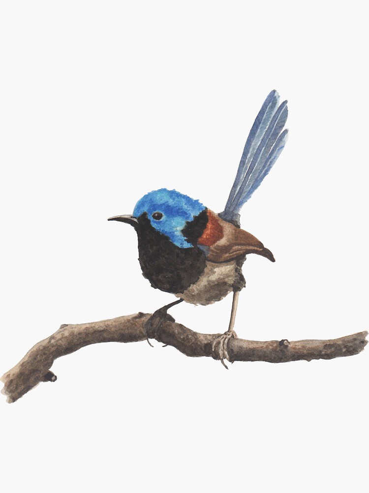 "Fairy Wren" Sticker by robertsonstudio | Redbubble