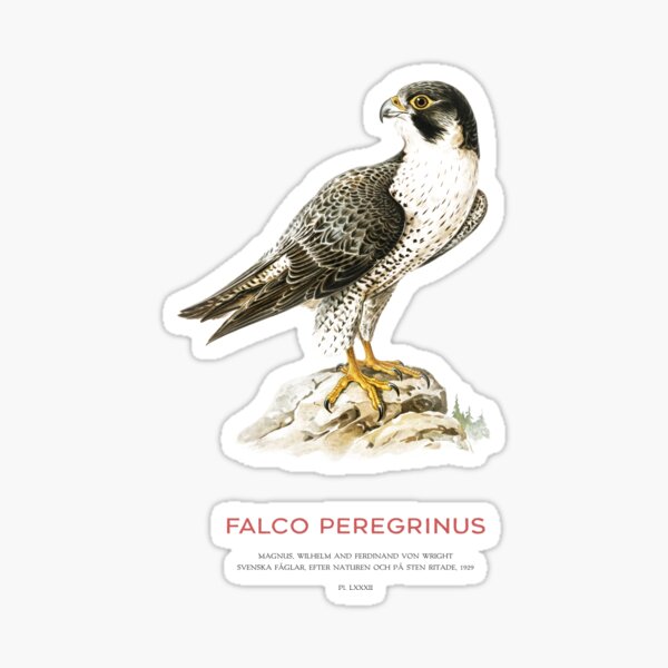 "Peregrine Falcon - Falco peregrinus" Sticker for Sale by Vintagrafica ...