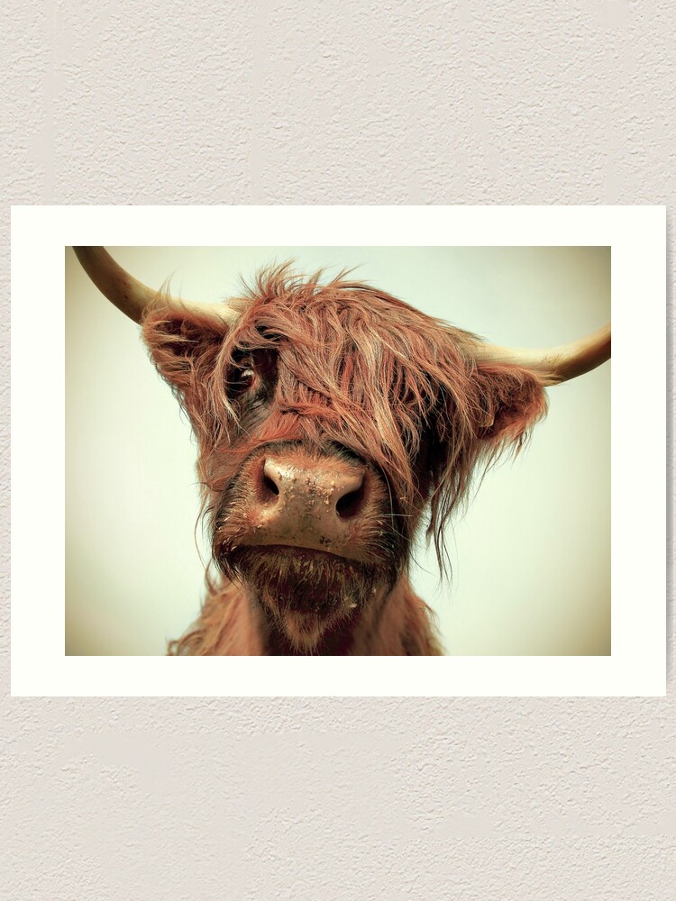 "Hairy Coo" Art Print by PaulMAlsop | Redbubble