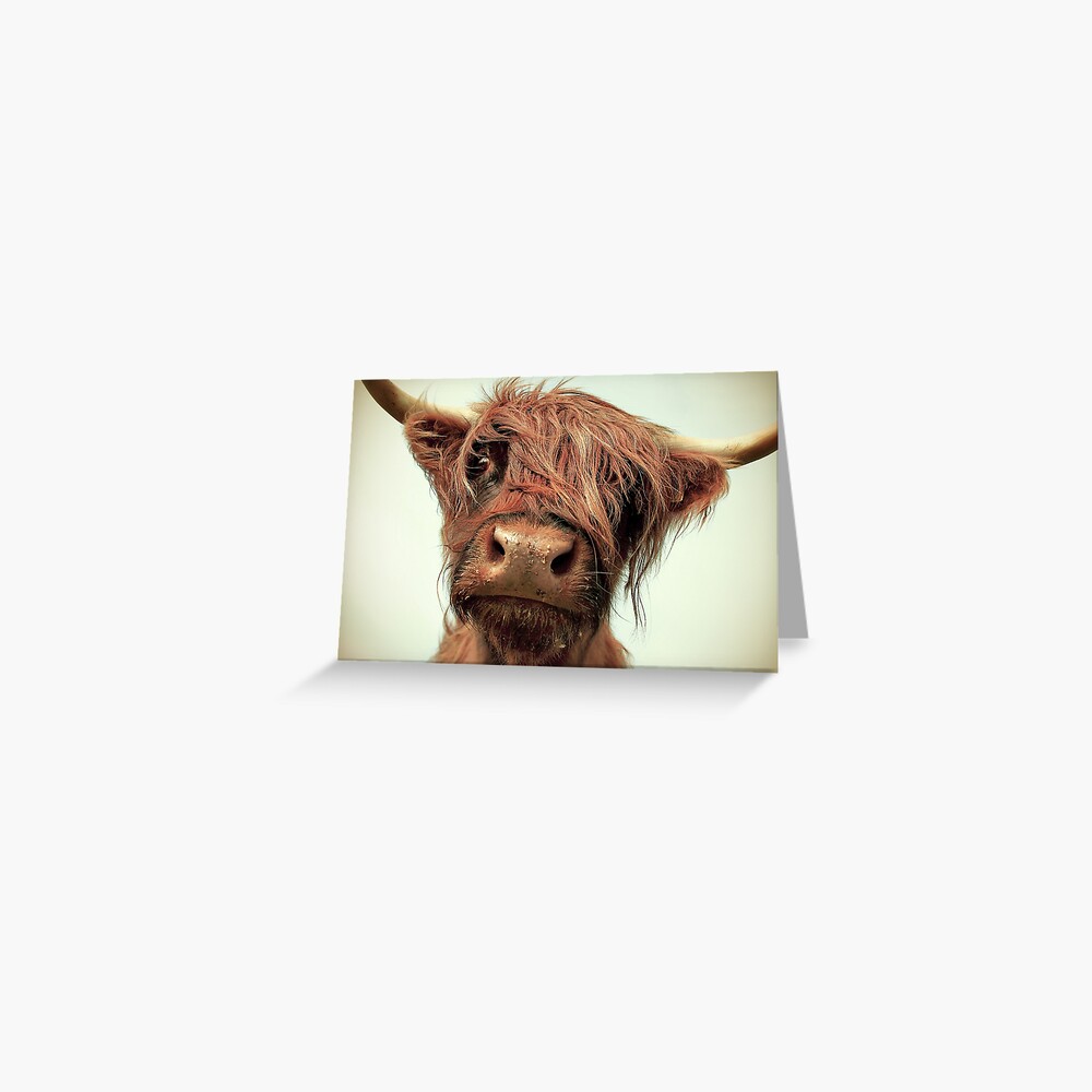 "Hairy Coo" Greeting Card for Sale by PaulMAlsop | Redbubble