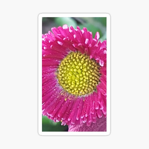 "Pop of pollen on petals" Sticker by Creative-Lee | Redbubble
