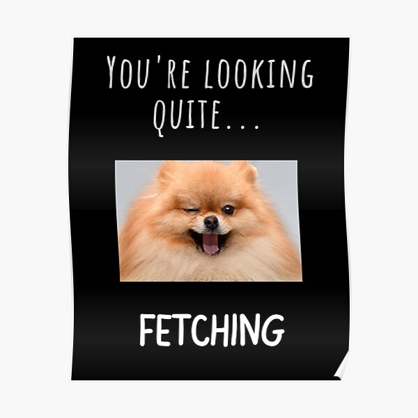"You look quite... fetching - Dog meme" Poster for Sale by ProdigyWorks ...