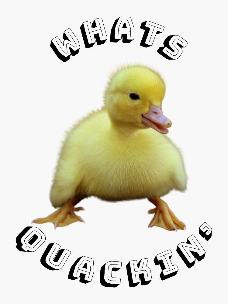 "Cute Duck What’s Quackin " Sticker for Sale by TowersLifestyle | Redbubble