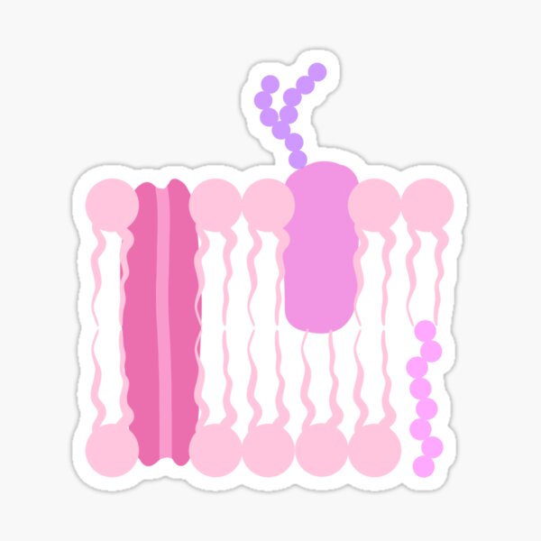"Phospholipid Bilayer " Sticker for Sale by princesssomo21 | Redbubble
