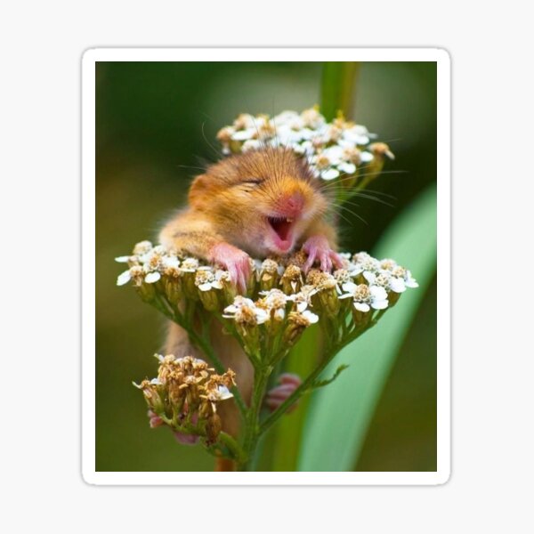 "Cute mouse smiling photo." Sticker for Sale by SuperStarStore | Redbubble